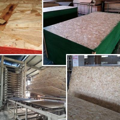 China OSB3 (Oriented Strand Boards) OSB for Wall Sheathing Flooring for sale