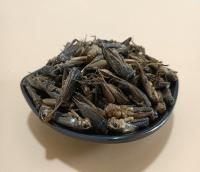 China Brown Dry Insect Safe and Effective Solution for Pest Problems for sale