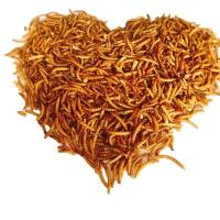 China Optimize Feed Nutrition with Worm Meal Raw Material Mealworm for sale
