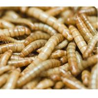 China Sino Crown Export Grade Dried Mealworms - Exceptional Quality for sale