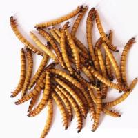 China Yellow Black Soldier Fly Protein Maximizing Insect Feed Performance for sale