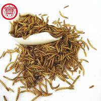 China Brown Dried Crickets from A Unique and Nutrient-Packed Snack for sale