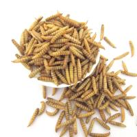 China High Nutrient Content Black Soldier Fly Lipids with High Nutrient Content for sale