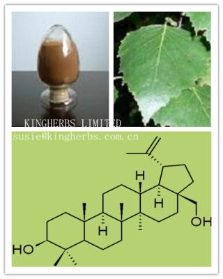 China China Birch Leaf Extract 10-1 HPLC, Fine brown powder for sale