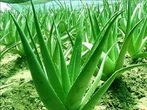 China China Aloe Vera Leaf Extract Polysaccharides 5%,10%,100:1,grass green powder for sale
