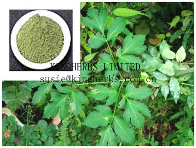 China China Angelica Keiskei Extract  10:1 HPLC,Brown powder, Susie Xu for sale