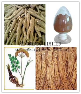 China China Angelica Root Extract, fine yellowish brown powder for sale