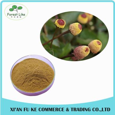 China GMP Manufacturer Supplying High Quality Healthy for Hair Spilanthol 10:1 Acmella Oleracea Flower Extract for sale