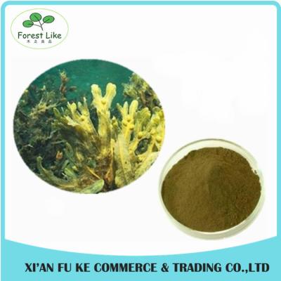 China High Quanlity Fucus Vesiculosus Extract Powder for sale