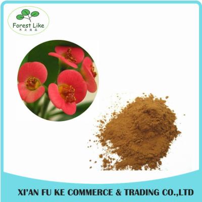 China High Quality Crown Of Thorns Extract Powder10:1 20:1 for sale