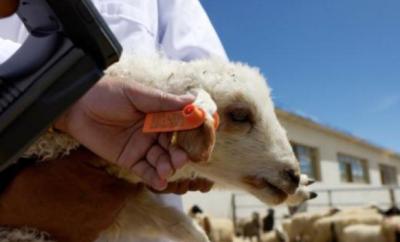 China RFID UHF sheep Ear Tag , UHF Animal tag , RFID UHF Pig ear tag , RFID tag , RFID label for sale