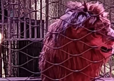 中国 閉ざされた動物用ステンレス鋼のフェール網 7 x 19 販売のため