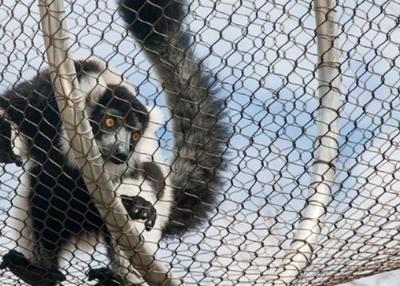 中国 2mm 50mm の開口でフェローリングと織り動物園のワイヤーメッシュ 販売のため