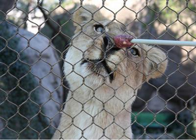 Knotted X Tend Zoo Wire Mesh , High Tensile Stainless Steel Cable Net