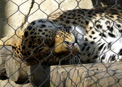 China Monkey Tiger Zoo 1.2mm 7 X 7 Animal Enclosure Mesh for sale