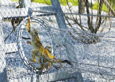 中国 X適用範囲が広い鋼鉄ライオン/鳥のための網によって結ばれる編まれたケーブルの動物のエンクロージャをであって下さい 販売のため