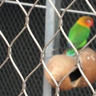 Cina Griglia orizzontale per zoo per recinti per animali con angolo di 90 gradi in vendita