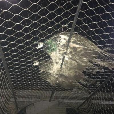 中国 腐食耐性ブラックオキシド 動物園 動物フェンスメッシュ 販売のため