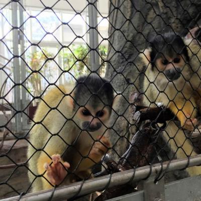 China Stair Railing Rhombus Mesh and Protection Animal Zoo Mesh Avaiy for Birds for sale