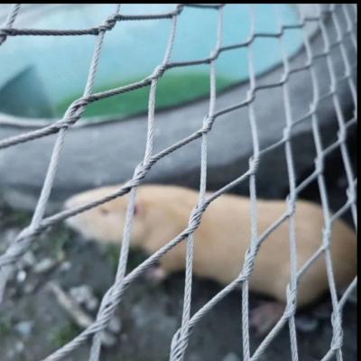 China 316 Stainless Steel  Rope Aviary Wire Netting High-Strength Load-Bearing for sale