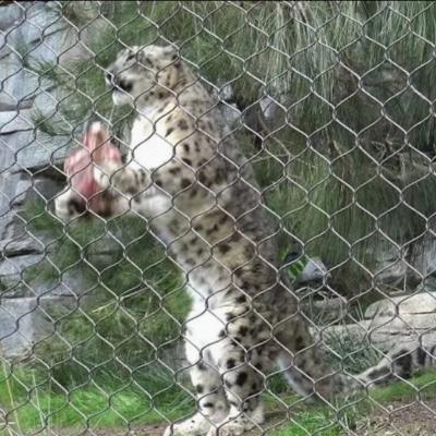 China Stainless Steel Rust-Proof Bird Cage Cable Mesh With 2mm In Aperture 50mm for sale