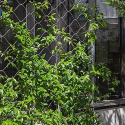 China SS304 Stainless Steel X Tend Rope Net Decorative Plants Climbing Support for sale