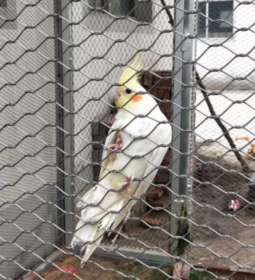 China Zoo Specific Ecological 7 X 7 Ss Rope Mesh Tiger Enclosure Hand Woven for sale