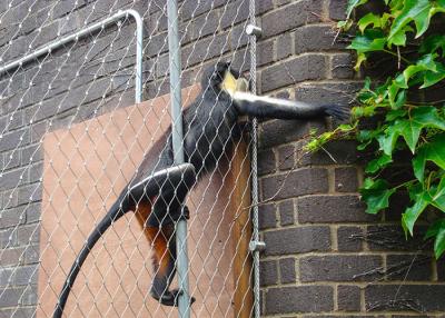 China Tela metálica flexible de la pajarera del pájaro 7x7 del acero inoxidable para el recinto del parque zoológico en venta