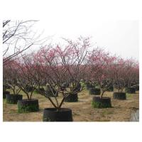 China Customized Plastic Air Pruning Root Pot Big Plant Pot Cylinder Shape for sale