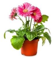 China Soft Thickened Edge PP 3 Gallon Plastic Flower Pots Bottom Drainage for sale