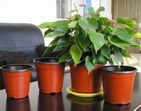 Cina Fashion style Plastic orchid garden flower pot with high quality in vendita