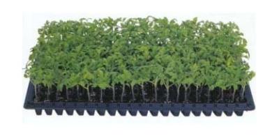 中国 New style plastic seedling tray Seedlings plants Plant pots wholesale with low price 販売のため