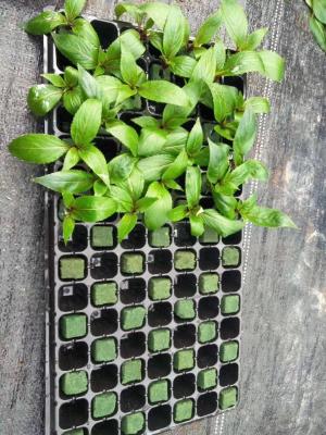 China 50 Cells Plant Propagation Nursery Seedling rice seedling tray Hydroponics Nursery Trays propagation trays for sale