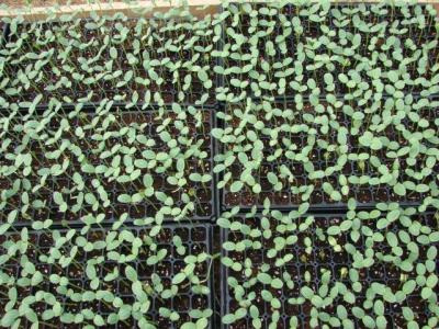 China 200-cell seedling trays, seedling support trays, seedling discs for sale