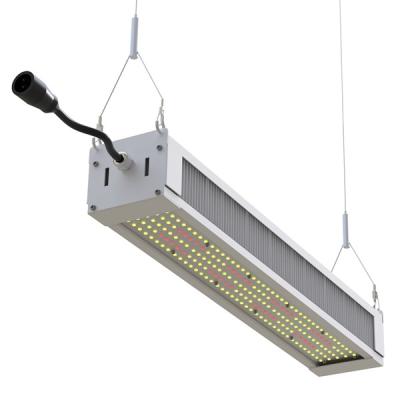 Cina Luce progressiva completa Antivari esile, AL1100 luci progressive di spettro LED di RikoLite 240W di orticoltura LED in vendita