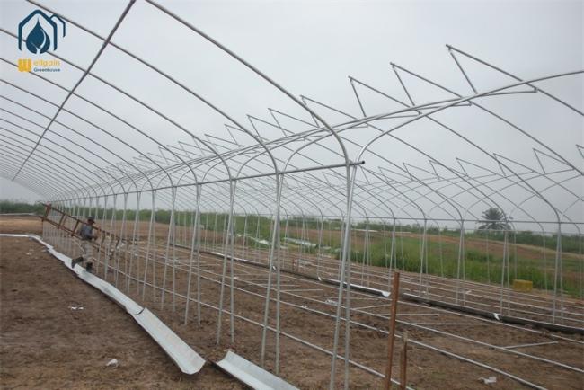 Tunnel multi span Greenhouse 2.jpg