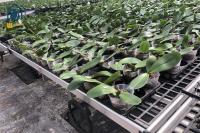 China Rectangular Plastic Nursery Seedling Trays UV Resistant Easy Maintenance for sale