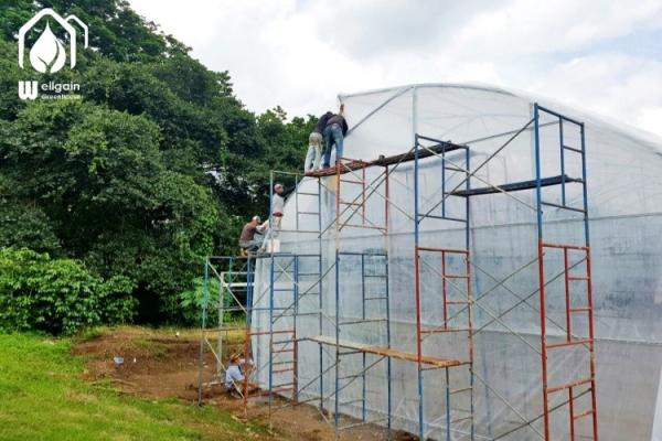 Commercial Tunnel Multi Span Greenhouse High Yield Cultivation Greenhouse