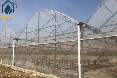 Cina Facile installazione Serra per l'orticoltura multi-span per coltivazione tutto l'anno in vendita