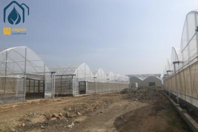 Cina Facile installazione Serra per l'orticoltura multi-span per coltivazione tutto l'anno in vendita