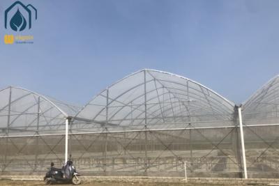 China Large Hydroponic Multi Span Greenhouse For Tomato / Pepper / Cucumber Planting for sale