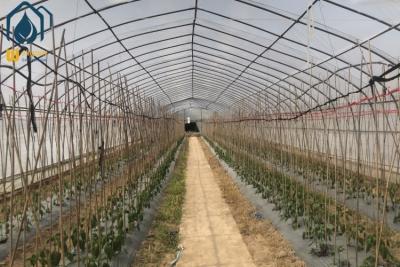 Cina OEM Serra di galleria facilmente assemblata Serra per la coltivazione di piccoli ortaggi in vendita