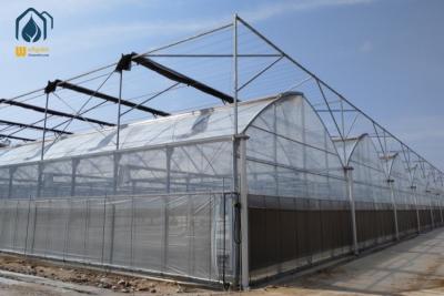 China Agricultural Galvanized Steel Multi Span Greenhouse For Vegetable Cultivation for sale