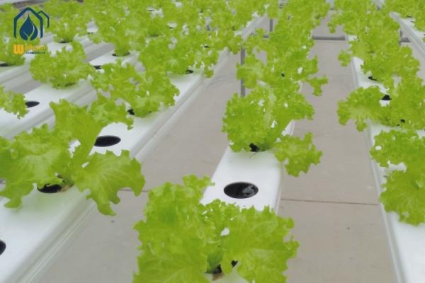 Quality Greenhouse NFT Hydroponic PVC Pipe With Removable Lid For Vegetables Growing for sale