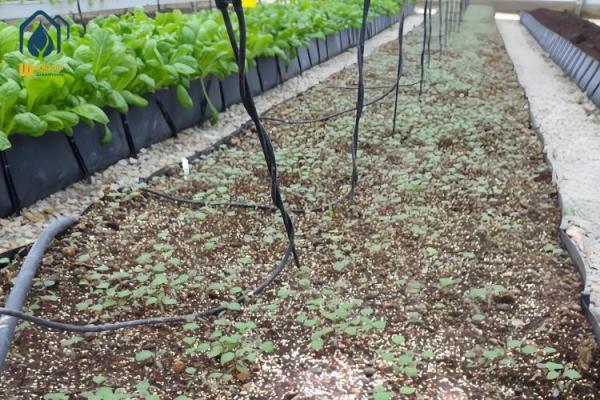 Plastic Hydroponic Tomato Planting Trough PP Roll Black White For Soilless Cultivation