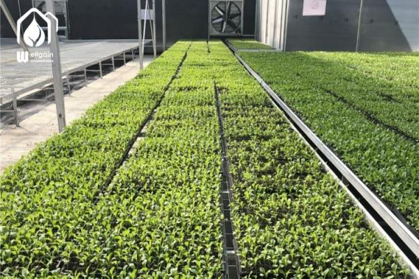 Κλινοτρόφιο Wire Mesh Mesh Seed Bench Αφαίρετο Τραπέζι Σπόρων Bench Προσαρμοσμένο