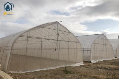 Cina Serra commerciale in galleria Serra a pellicola di plastica a lunghezza singola per ortaggi in vendita