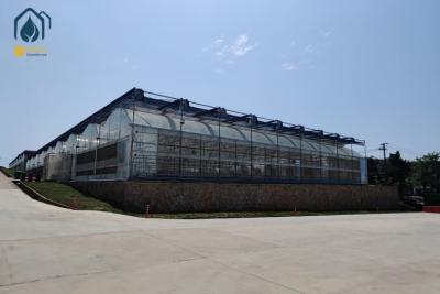 China Large Film Tunnel Vegetable Hot House Multi Span Tomato Watermelon Greenhouse for sale