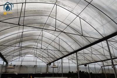 China Vegetables Multi Span Agricultural Greenhouse Plant Plastic Film Greenhouse for sale