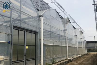 Cina Agricoltura Multi-Span Frigole Verdeggiatura Scatter di plastica Tonnello di pomodori Verdeggio in vendita